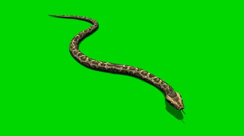 python snake crawl - animal green scree... | Stock Video | Pond5