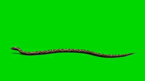 Snake Green Screen Footage Stock Videos – Royalty-Free HD & 4K Videos ...