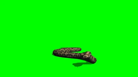 Snake Greenscreen Stock Footage ~ Royalty Free Stock Videos | Pond5