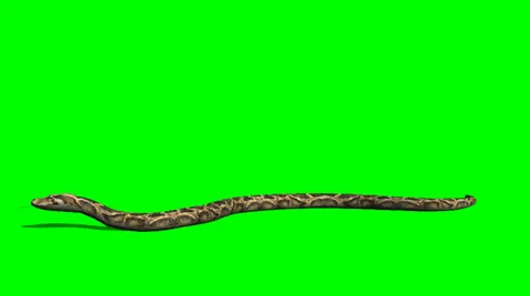 Python Snake Crawl - Green Screen | Stock Video | Pond5
