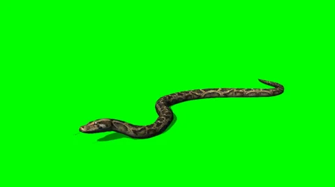 Green Screen Animal Stock Video Footage | Royalty Free Green Screen ...