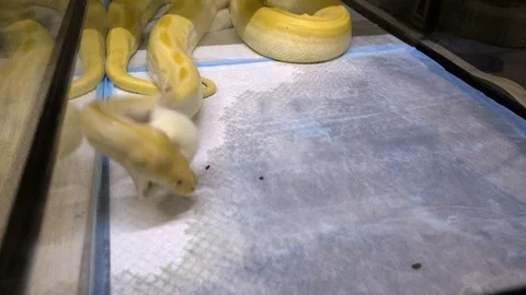 Snake Eating Mouse Stock Video Footage | Royalty Free Snake Eating ...