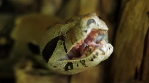 Python Opens Mouth Stock Video Footage | Royalty Free Python Opens ...