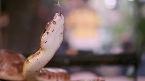 a python in a zoo looks up and pulls out... | Stock Video | Pond5