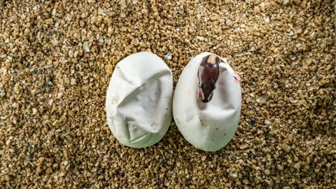 Ball Python Stock Video Footage | Royalty Free Ball Python Videos | Pond5