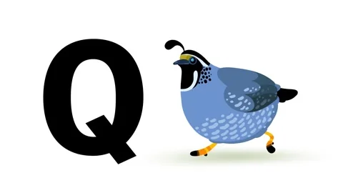 Q letter big black like quail cartoon an... | Stock Video | Pond5