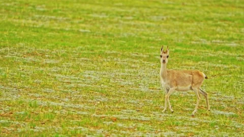 Qiang tang uninhabited areas In Tibet,Ch... | Stock Video | Pond5