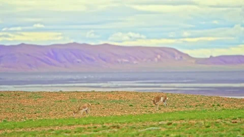 Qiang tang uninhabited areas In Tibet,Ch... | Stock Video | Pond5