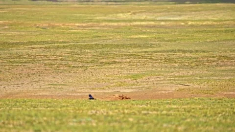 Qiang tang uninhabited areas In Tibet,Ch... | Stock Video | Pond5