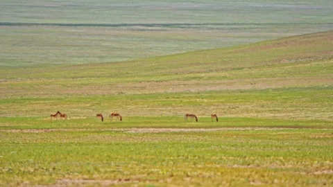 Qiang tang uninhabited areas In Tibet,Ch... | Stock Video | Pond5