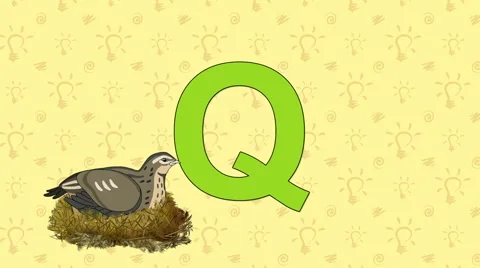 Quail. English ZOO Alphabet - letter Q | Stock Video | Pond5