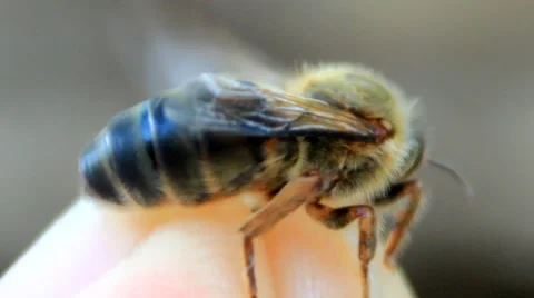 queen bee on finger | Stock Video | Pond5