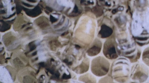 Queen Bee in Hive Worker Buzzing Bees Ho... | Stock Video | Pond5