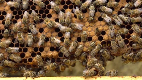 Queen cells along the edges of the combs... | Stock Video | Pond5