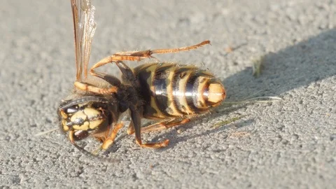 queen, mother wasp dying showing tongue | Stock Video | Pond5