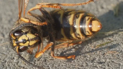 queen, mother wasp dying showing tongue | Stock Video | Pond5