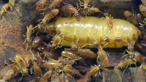 Queen termite in a chamber deep within t... | Stock Video | Pond5
