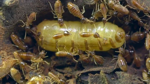 Termite Queen Stock Video Footage | Royalty Free Termite Queen Videos ...