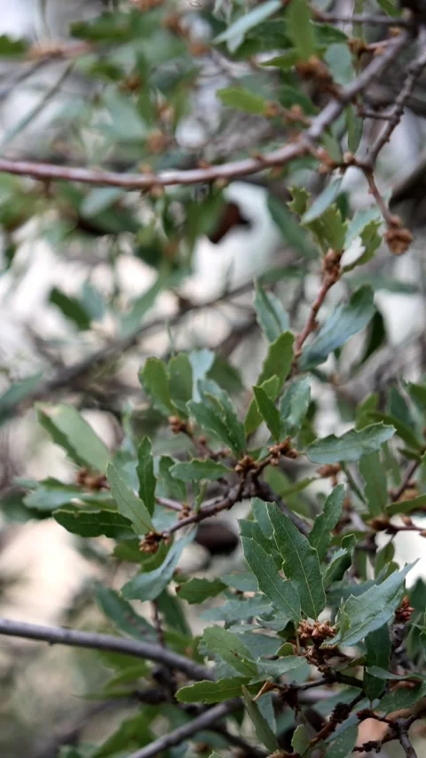 QUERCUS BERBERIDIFOLIA LEAF - SANTA MONI... | Stock Video | Pond5