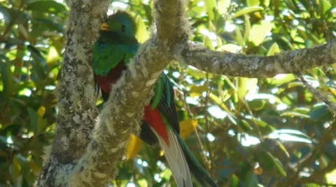 Quetzal Stock Video Footage | Royalty Free Quetzal Videos | Pond5