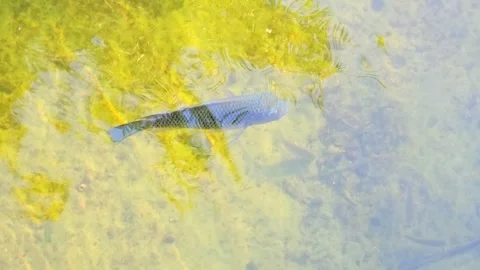 Small Armored Fish Stock Videos – Royalty-Free HD & 4K Videos