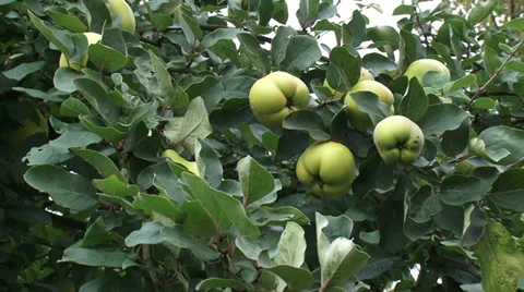 Branch Appearance Stock Footage ~ Royalty Free Stock Videos | Pond5