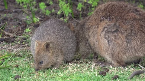 Quokka female with baby feeding on green... | Stock Video | Pond5