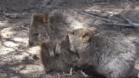 Quokka Stock Footage ~ Royalty Free Stock Videos | Pond5