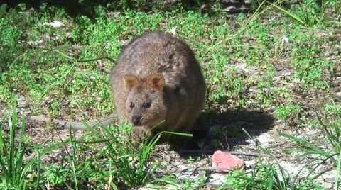 Quokka walk and forage and eat berry on ... | Stock Video | Pond5