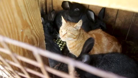 Bunnycat Stock Videos – Royalty-Free HD & 4K Videos