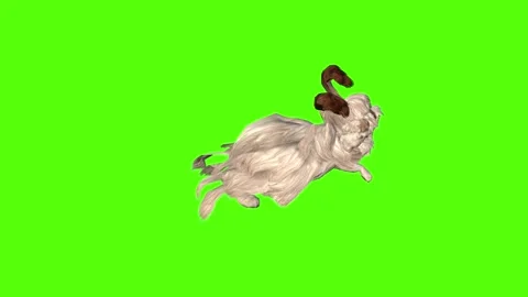 Rabbit Attack Green Screen Animation 4K... | Stock Video | Pond5