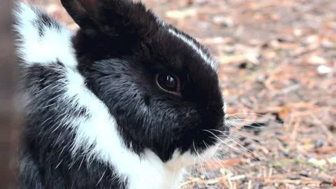 The rabbit is black with white spots, th... | Stock Video | Pond5