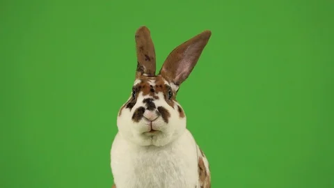 Rabbit Green Screen Stock Footage ~ Royalty Free Stock Videos | Pond5