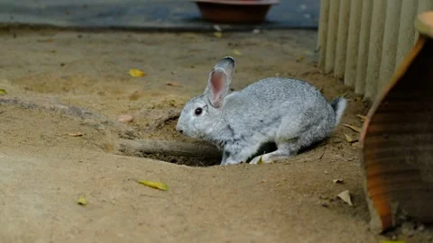 A rabbit is digging a bunker outdoors. | Stock Video | Pond5