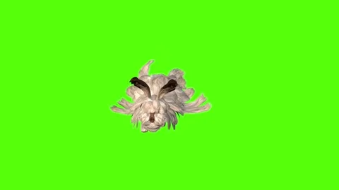Rabbit Firing Green Screen Animation 4K ... | Stock Video | Pond5