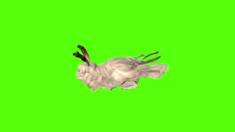 Rabbit Firing Green Screen Animation 4K ... | Stock Video | Pond5