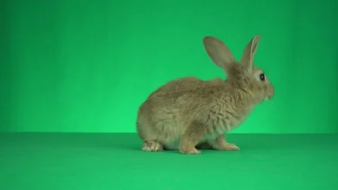 rabbit on a green background | Stock Video | Pond5