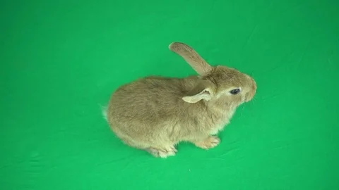 Rabbit on green background, top view | Stock Video | Pond5