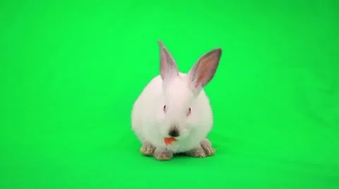 rabbit on green screen | Stock Video | Pond5