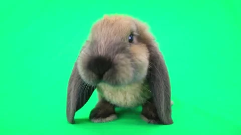 rabbit on green screen | Stock Video | Pond5
