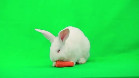 rabbit on green screen | Stock Video | Pond5