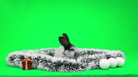 rabbit on green screen | Stock Video | Pond5