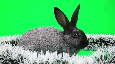 rabbit on green screen | Stock Video | Pond5