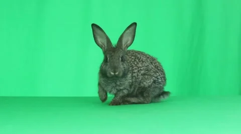 Rabbit on the green screen | Stock Video | Pond5