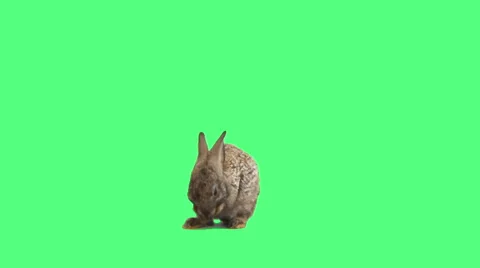 Green Screen Rabbit Stock Footage ~ Royalty Free Stock Videos | Pond5
