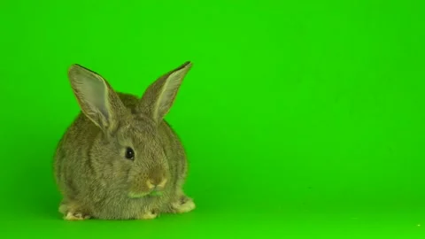 Rabbit Green Screen Stock Footage ~ Royalty Free Stock Videos | Pond5