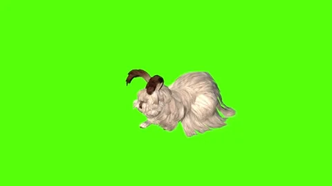 Rabbit Idle Green Screen Animation 4K Re... | Stock Video | Pond5