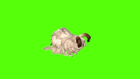 Rabbit Idle Green Screen Animation 4K Re... | Stock Video | Pond5