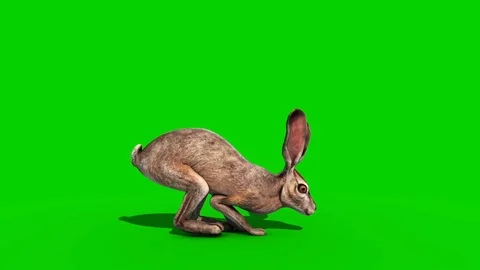 Rabbit Jumpcycle Fast Side Green Screen ... | Stock Video | Pond5