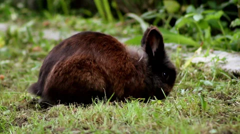 Rabbit Stock Video Footage | Royalty Free Rabbit Videos | Pond5